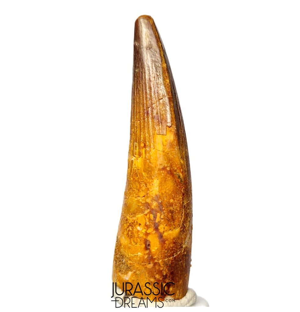 S365 - Nicely Preserved Spinosaurus aegyptiacus Dinosaur Tooth - Red S ...