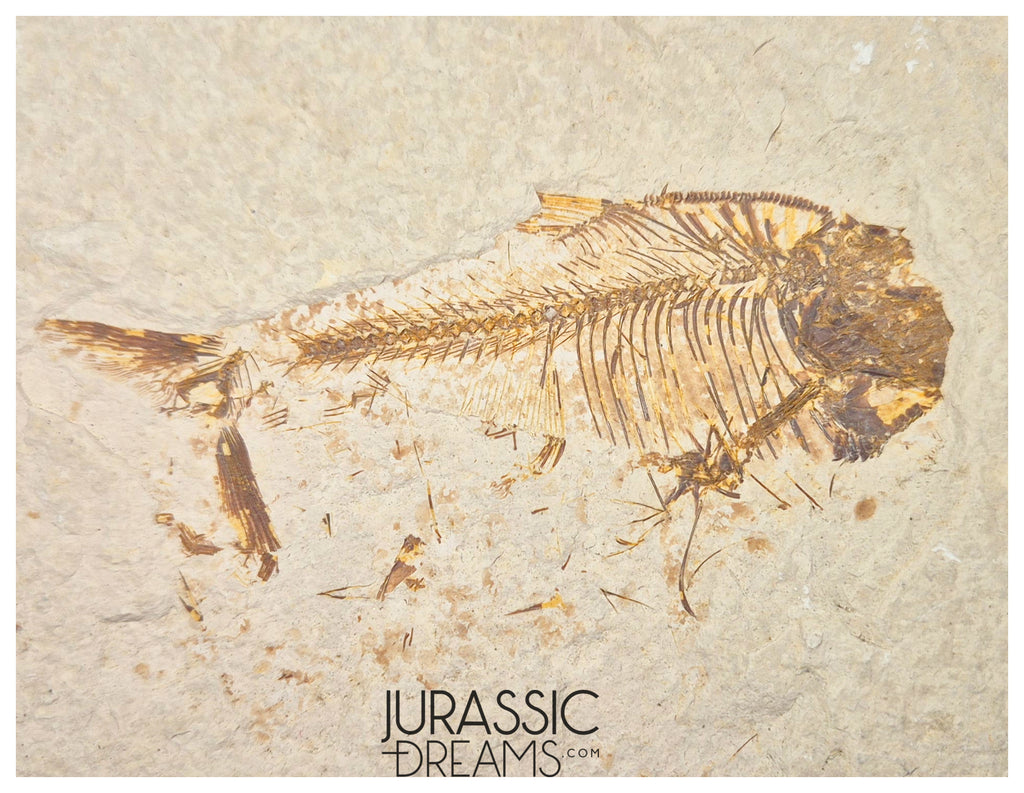 Nicely Preserved Association of 2 "Diplomystus dentatus" Fossil Fishes ...