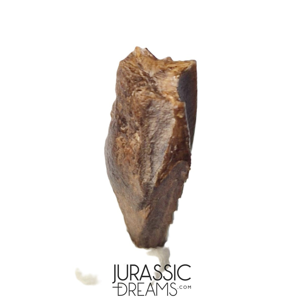 Large Edmontosaurus Hadrosaurid "duck-billed" Ornithopod Dinosaur Tooth ...