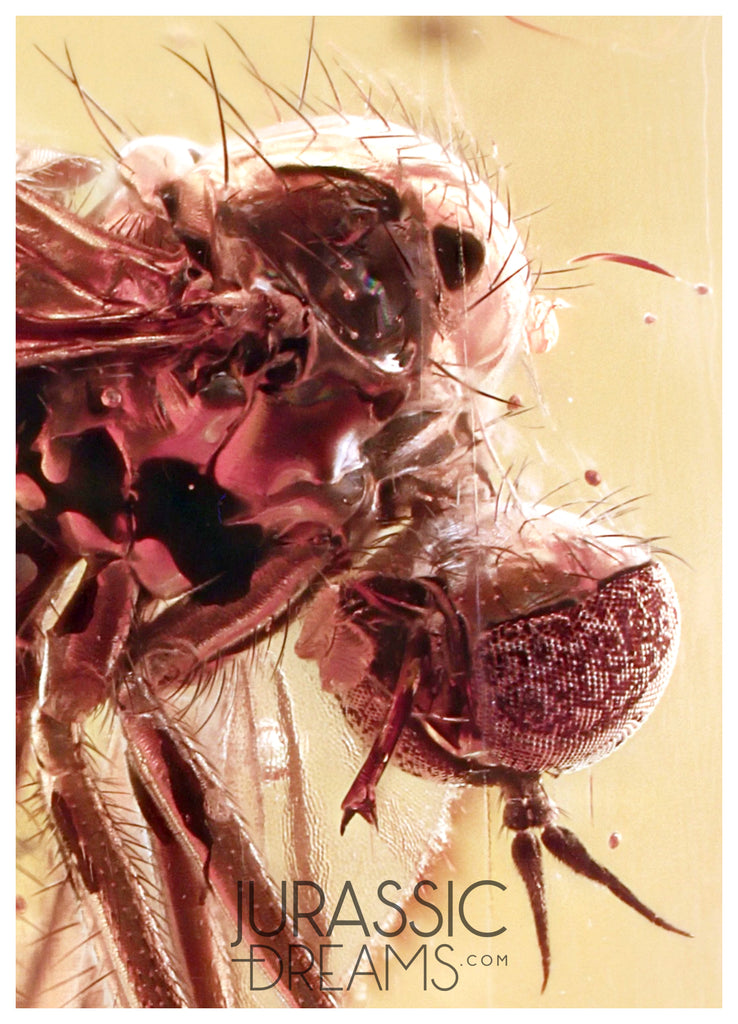 J18 - SUPERB Looking DAGGER FLY Empididae Fossil Inclusion Genuine BAL ...