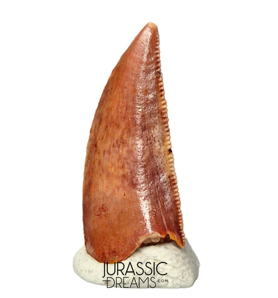 S128 - Gem Grade Abelisaurid (cf Rugops sp) Dinosaur Tooth - Cretaceou ...