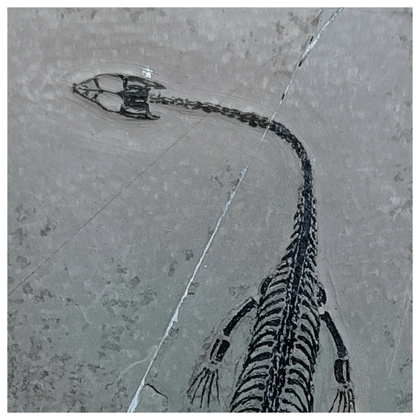 Nicely Preserved Keichousaurus hui Early Triassic Reptile Huxia ...