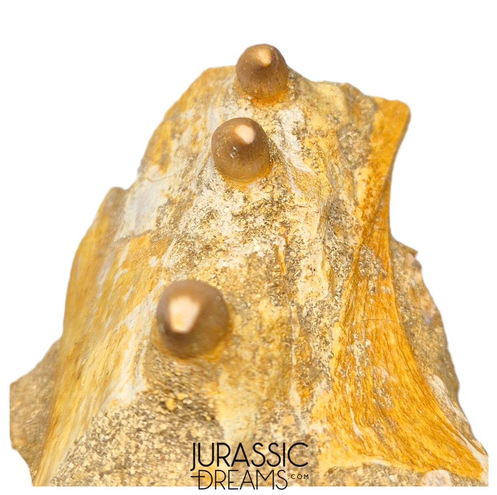 Beautiful Halisaurus arambourgi (Mosasaur) Partial Right Hemi-Maxillary ...