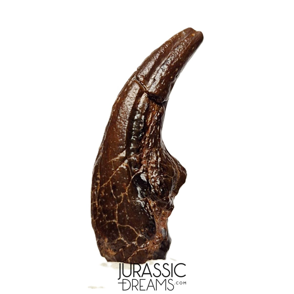J108 - Top Rare Killer Alvarezsaurid Theropod Dinosaur Manus Claw - Lo ...