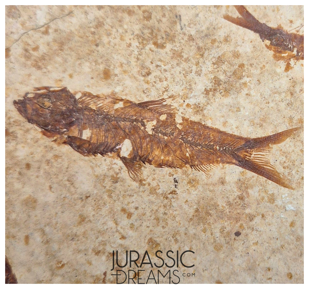 Aesthetic "Knightia eocaena" Fossil Fish Mass Mortality Plate with 4 ...