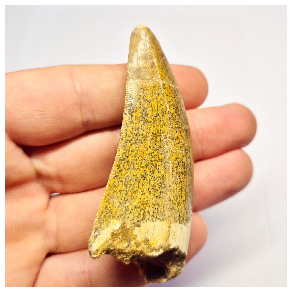 1388- Nicely Preserved Premaxillary Carcharodontosaurus saharicus Dino ...