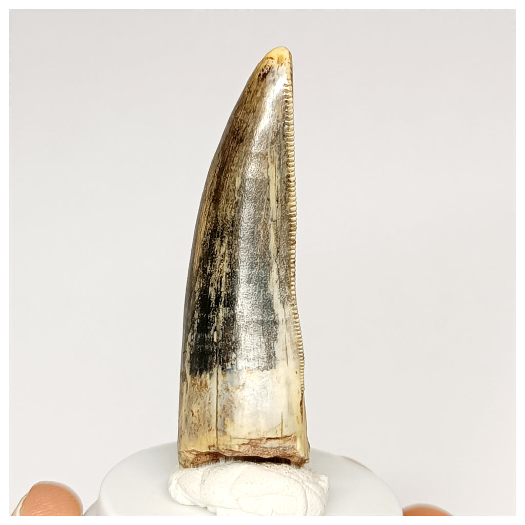 1300 - Rare Afrovenator abakensis Megalosaurid Dinosaur Tooth Jurassic ...