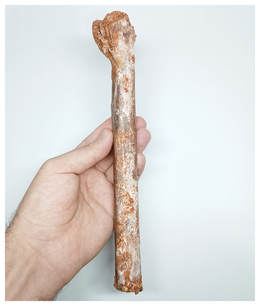 1233- Rare Cretaceous Azhdarchid Pterosaur Metacarpal Bone KemKem Beds ...