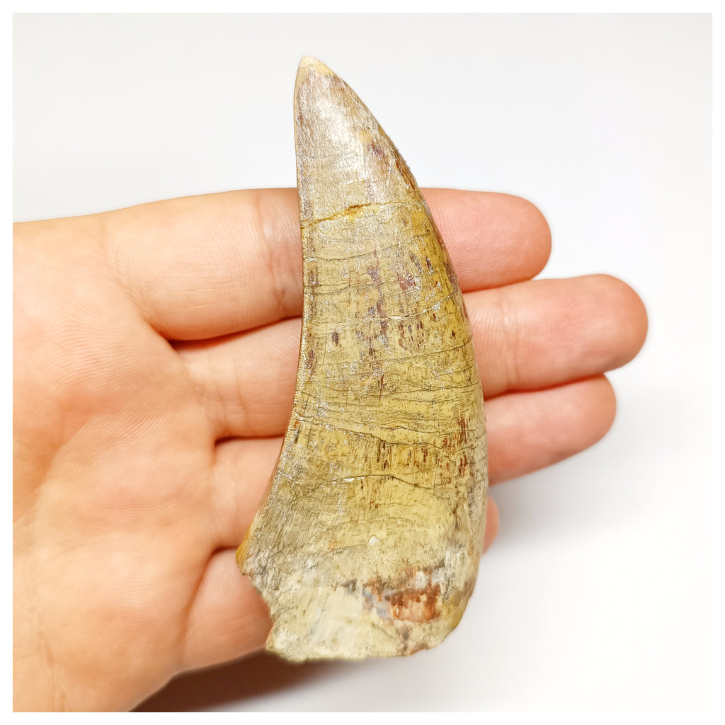 1301 - Huge Afrovenator abakensis Megalosaurid Dinosaur Tooth Jurassic ...
