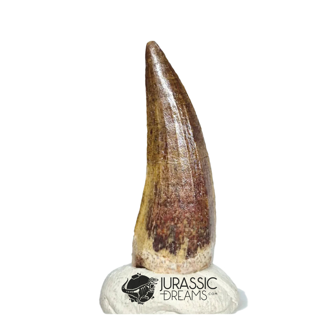 20500- Nicely Preserved Suchomimus tenerensis Dinosaur Tooth – Jurassic ...