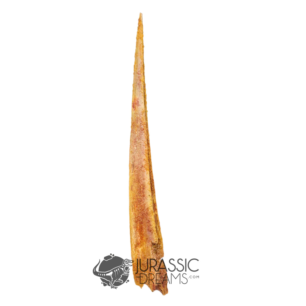 20022 - Rare Cretaceous Azhdarchid Pterosaur Xericeps curvirostris Jaw ...