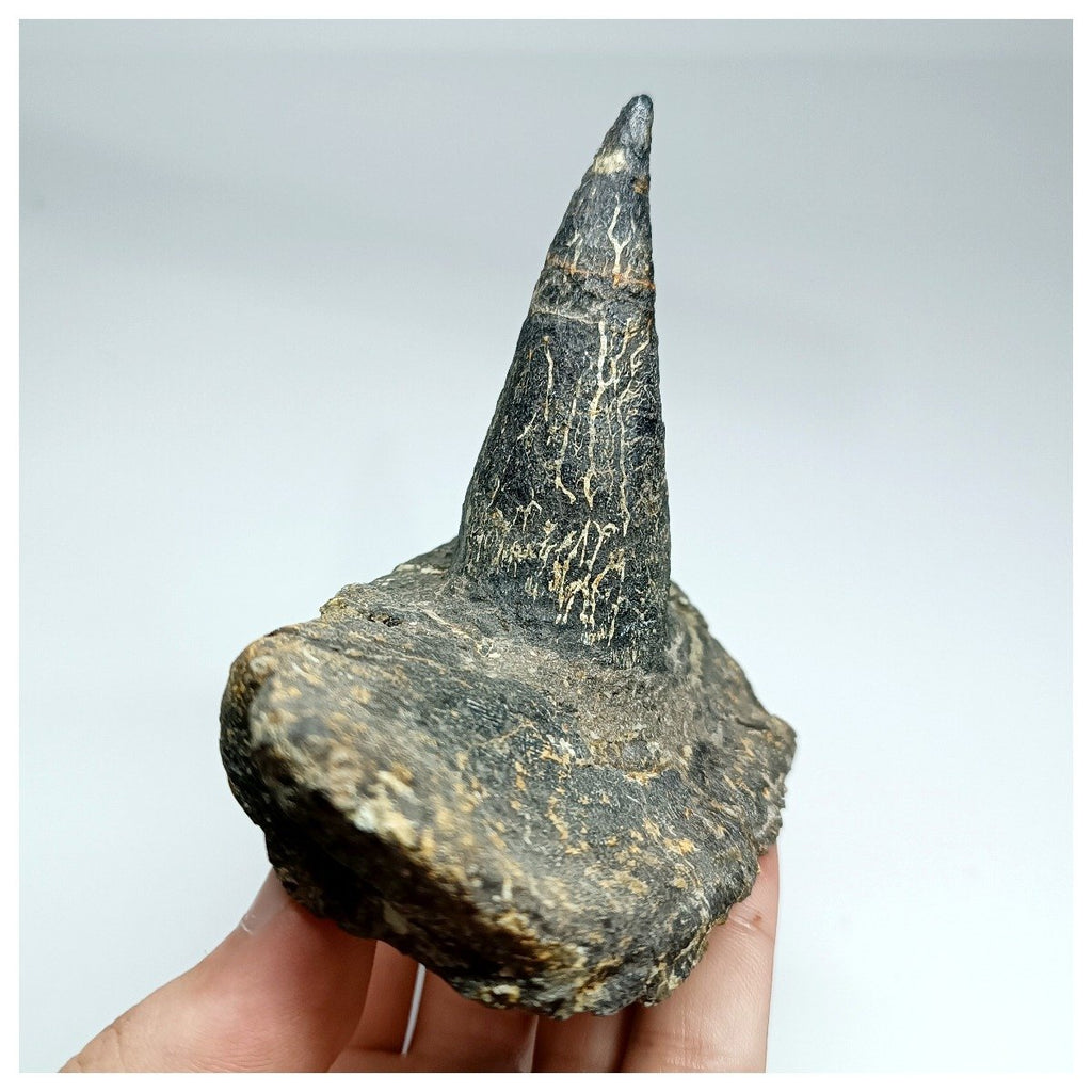 1094 - Museum Grade Unique Spicomellus afer Oldest Ankylosaurian Dinos ...