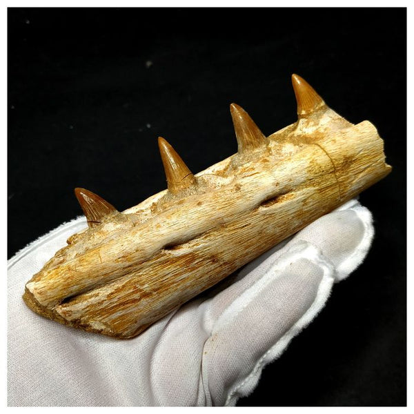 Great Platecarpus ptychodon (Mosasaur) Partial Jaw with Teeth ...