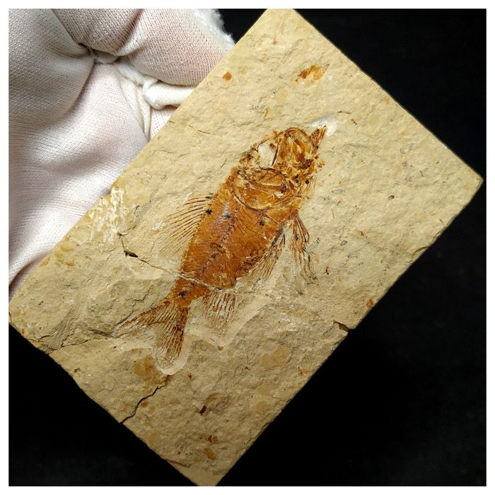 Amazing Rare Fossil Fish Ctenothrissa sp Cretaceous Age Lebanon ...