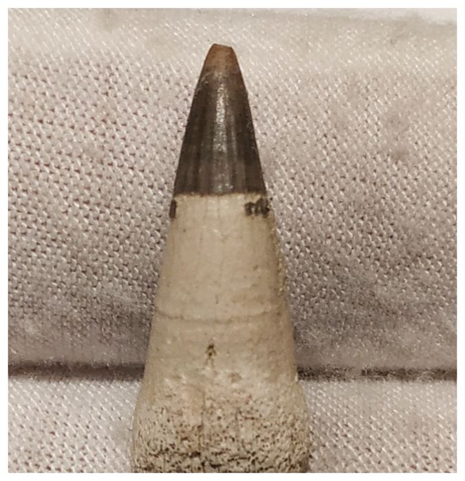 Exceedingly Rare Ichthyosaur (Platypterygius) Tooth - Cretaceous Russia ...