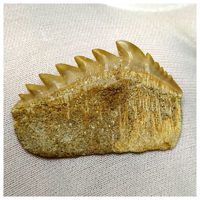 Nicely Preserved Notidanodon loozi (Cow Shark) Tooth – Jurassic-Dreams.com