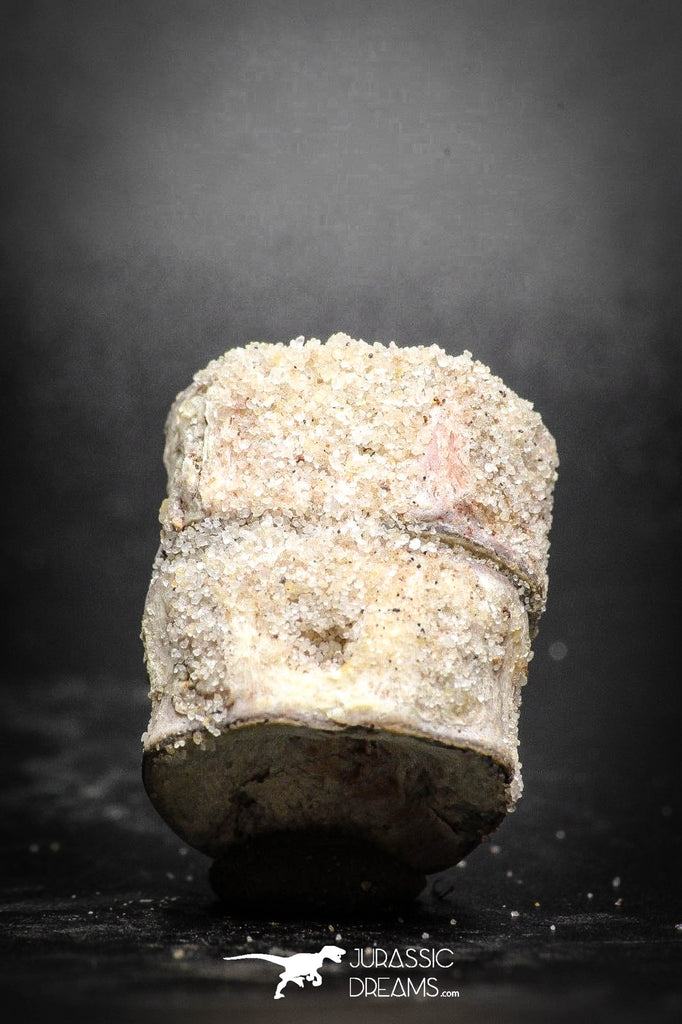 Unique Unpublished Cretaceous Temnospondyli Amphibian Vertebrae ...