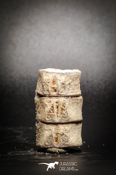 Unique Unpublished Cretaceous Temnospondyli Amphibian Vertebrae ...