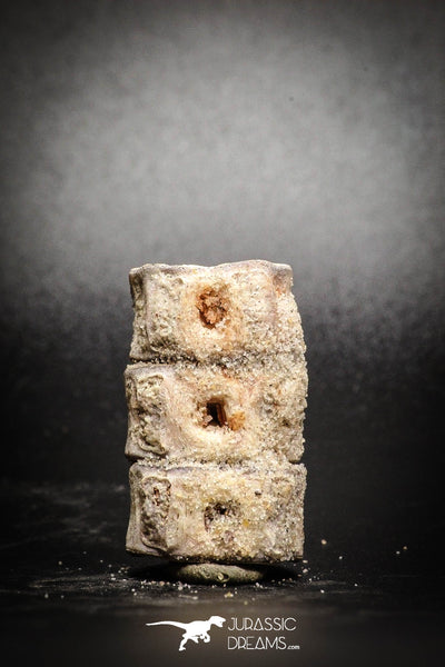 Unique Unpublished Cretaceous Temnospondyli Amphibian Vertebrae ...