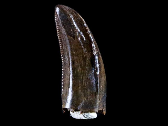 10040 - Museum Grade Gorgosaurus Serrated Tyrannosaurid Tooth Cretaceo ...