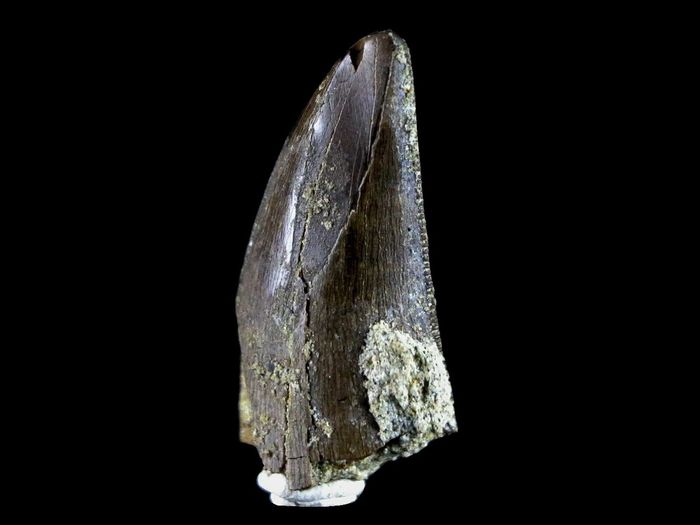 10056 - Amazing Albertosaurus Serrated Tyrannosaurid Dinosaur Tooth Cr ...