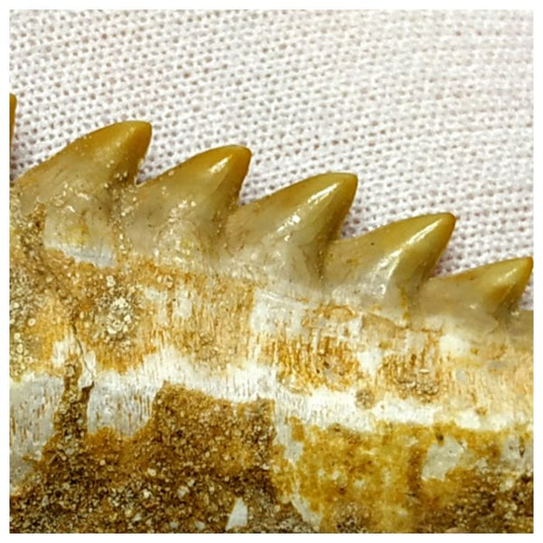 Nicely Preserved Notidanodon loozi (Cow Shark) Tooth – Jurassic-Dreams.com