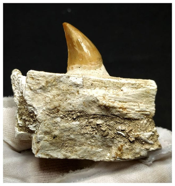 Amazing Rare Halisaurus walkeri (Mosasaur) Partial Jaw Bone with 1 ...