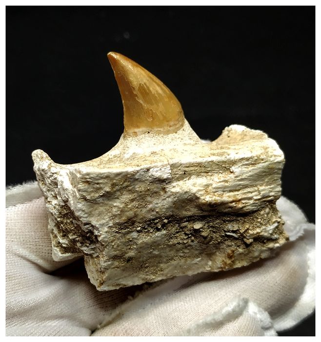 Amazing Rare Halisaurus walkeri (Mosasaur) Partial Jaw Bone with 1 ...