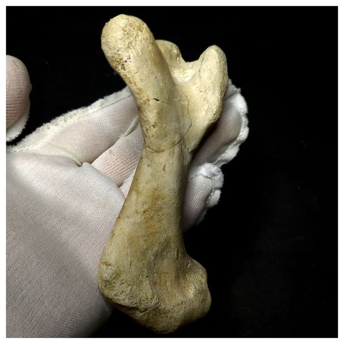 Top Rare Huge 12,6cm Euclastes sp Paleocene Sea Turtle Femur Bone ...