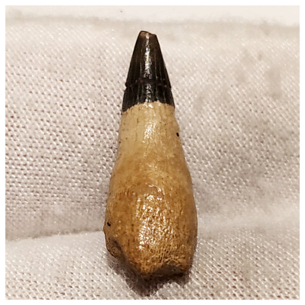 Exceedingly Rare Ichthyosaur (Platypterygius) Tooth - Cretaceous Russia ...