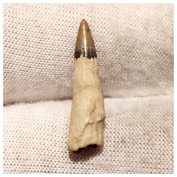 Exceedingly Rare Ichthyosaur (Platypterygius) Tooth - Cretaceous Russia ...