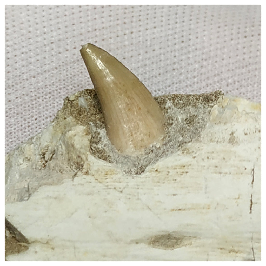 Amazing Halisaurus arambourgi (Mosasaur) Partial Right Hemi Jaw ...