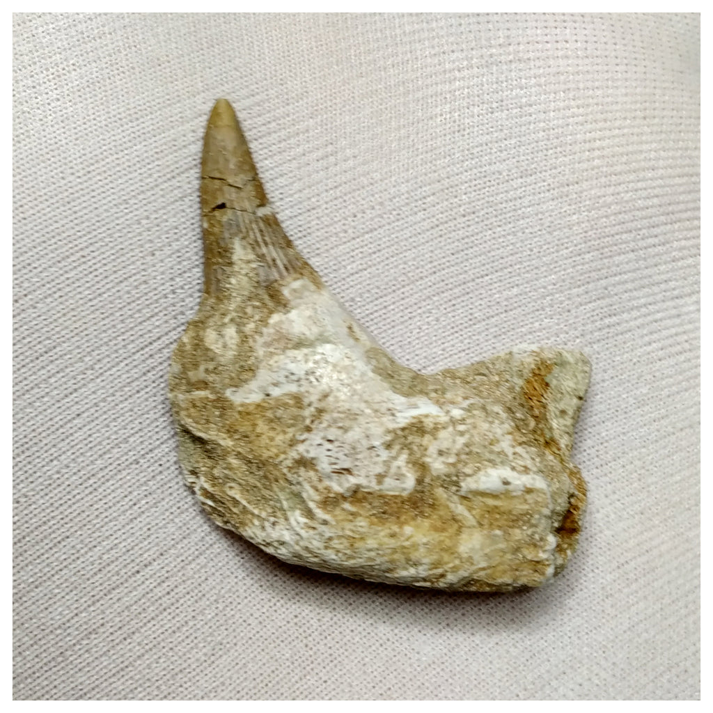 Great Unusual Platecarpus ptychodon (Mosasaur) Partial Right Hemi Jaw ...