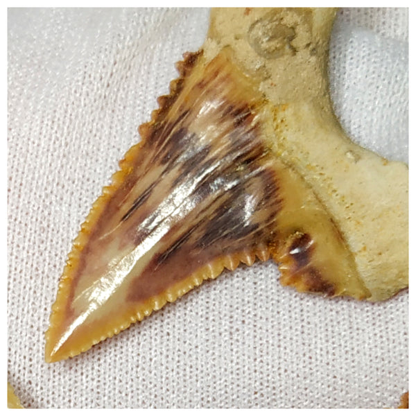 Great Collection of 5 Palaeocarcharodon orientalis (Pygmy white Shark ...