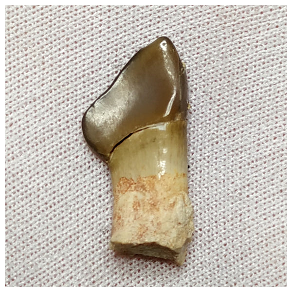 19001 - Top Rare Stephanodus Partial Dentary Late Cretaceous Fish ...