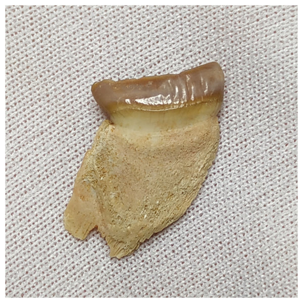 19002 - Top Rare Stephanodus Partial Dentary Late Cretaceous Fish ...