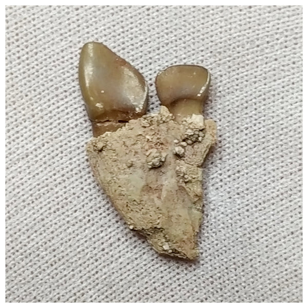 19003 - Top Rare Stephanodus Partial Dentary Late Cretaceous Fish ...