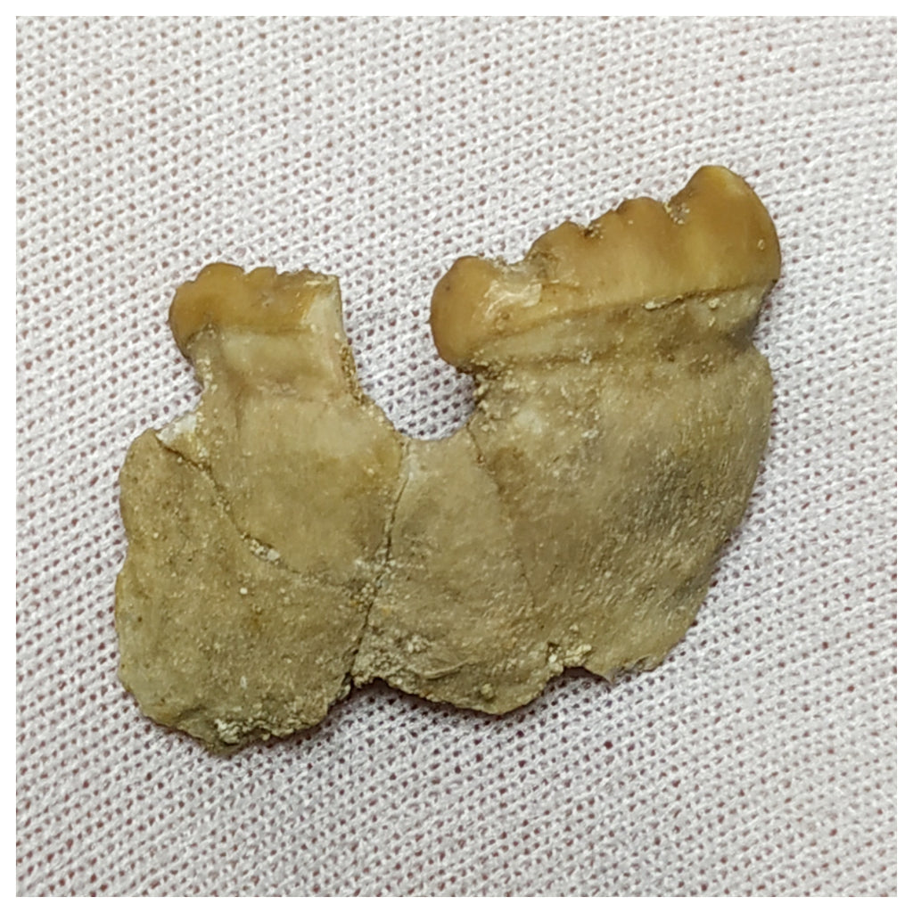 19004 - Top Rare Stephanodus Partial Dentary Late Cretaceous Fish ...