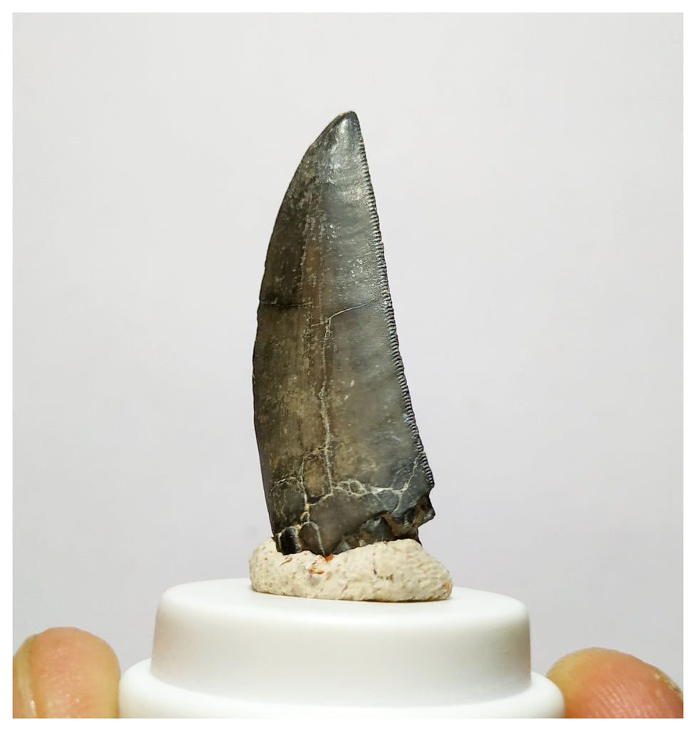 H7 - Kryptops palaios Abelisaurid Theropod Dinosaur Tooth Cretaceous E ...