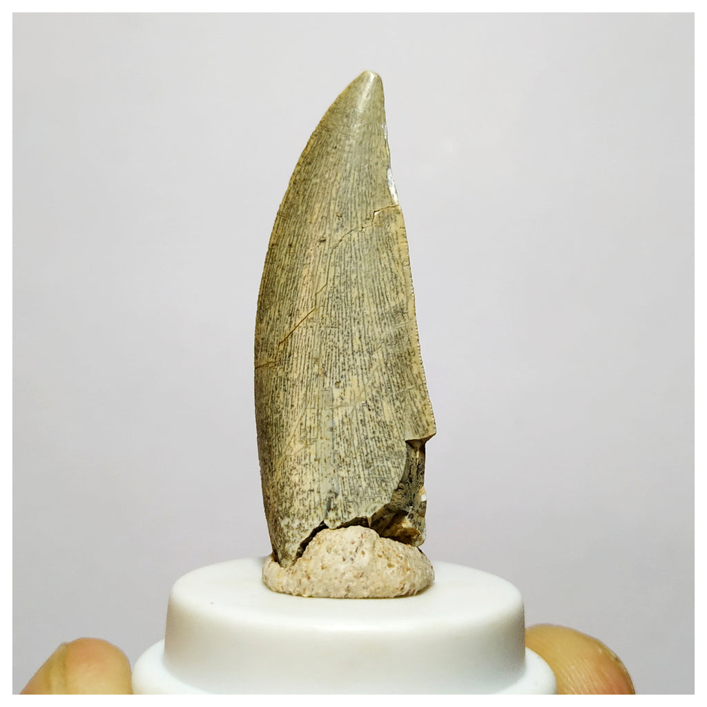 H1 - Kryptops palaios Abelisaurid Theropod Dinosaur Tooth Cretaceous E ...