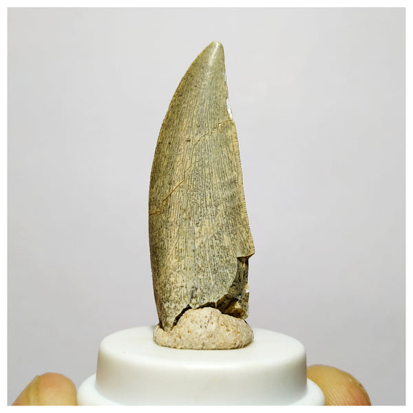 H1 - Kryptops palaios Abelisaurid Theropod Dinosaur Tooth Cretaceous E ...