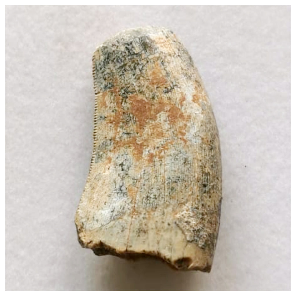J44- Rare Eocarcharia dinops Dinosaur Tooth - Cretaceous Elrhaz Fm Ten ...