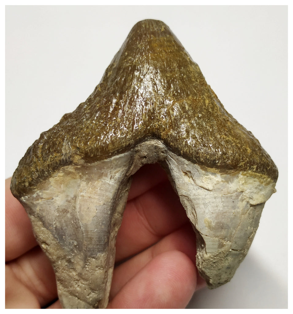 T142 - Rare Huge 3.14 Inch Basilosaurus (Whale Ancestor) Molar Rooted – Jurassic-Dreams.com