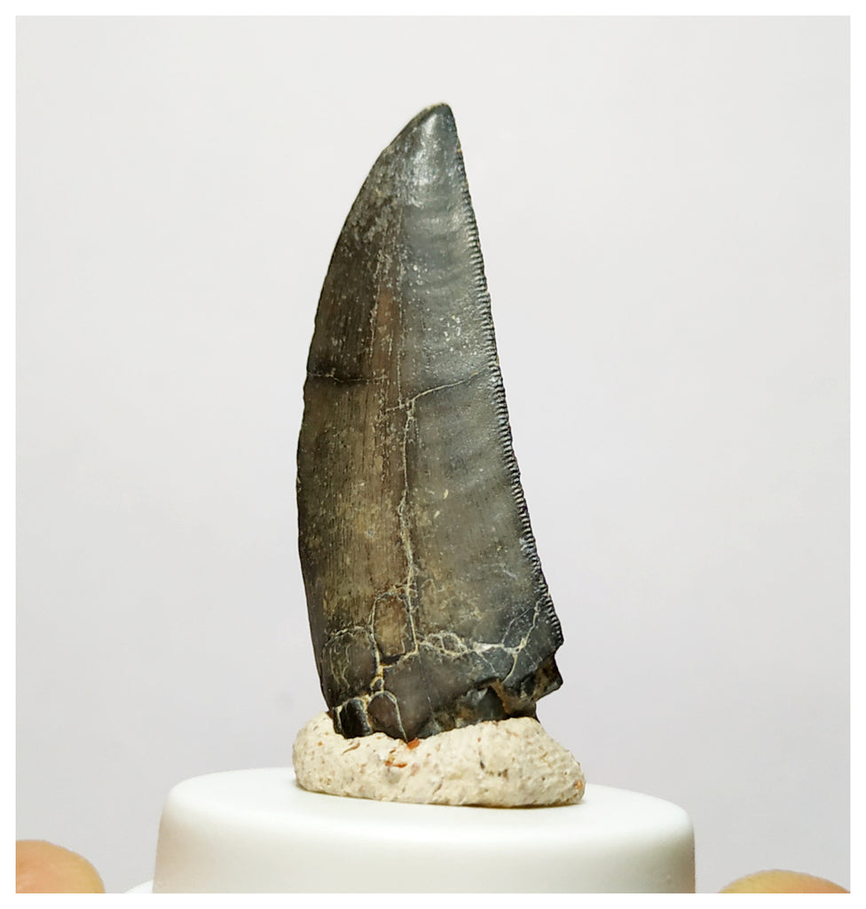 H7 - Kryptops palaios Abelisaurid Theropod Dinosaur Tooth Cretaceous E ...