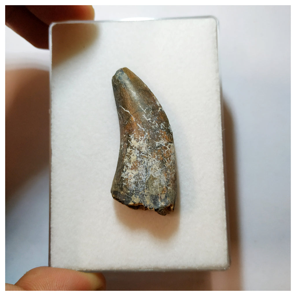 H17 - Eocarcharia dinops Dinosaur Tooth - Cretaceous Elrhaz Fm Tenere ...
