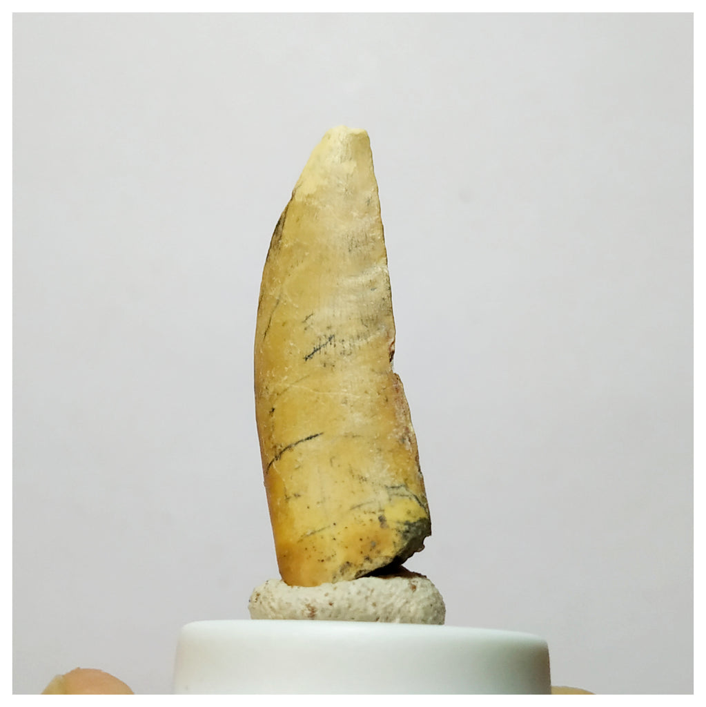 H16 - Kryptops palaios Abelisaurid Theropod Dinosaur Tooth Cretaceous ...