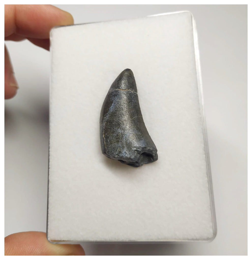 T4- Nicely Serrated Eocarcharia dinops Dinosaur Tooth - Cretaceous Elr ...