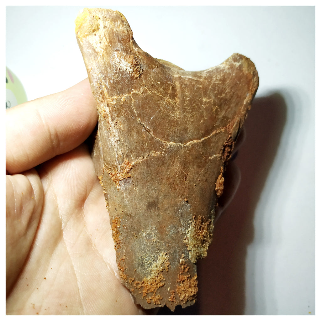 G86- Museum Grade Cretaceous Azhdarchid Pterosaur Partial Cervical Ver ...