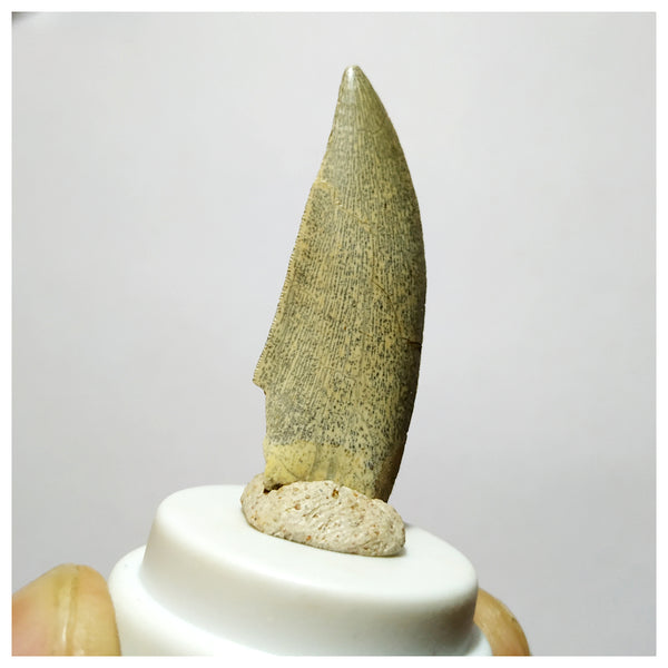H1 - Kryptops palaios Abelisaurid Theropod Dinosaur Tooth Cretaceous E ...