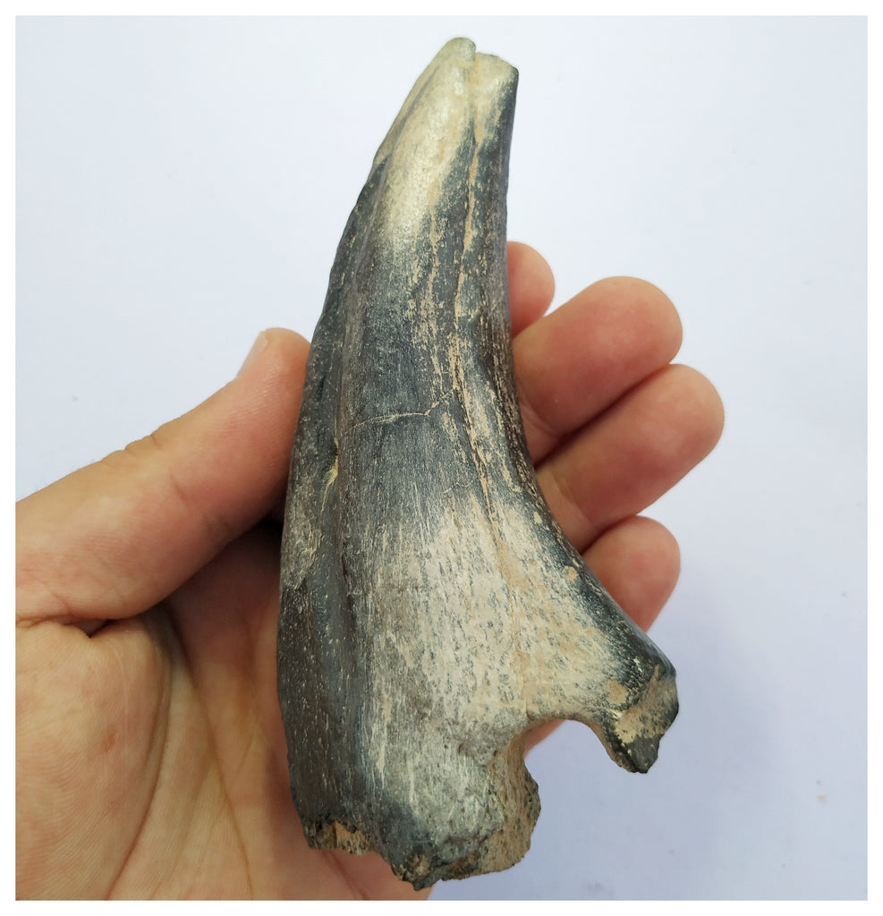 G76 - Museum Grade Suchomimus tenerensis Dinosaur Foot Claw Lower Cret ...